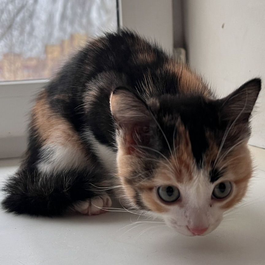 Котёнок в добрые руки