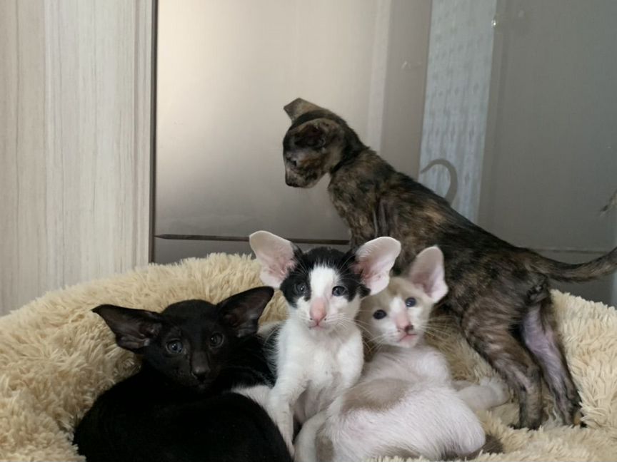 Ориентальные котята