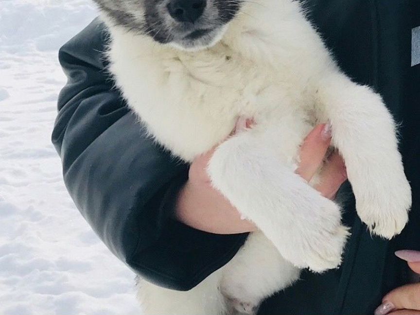 Собака щенки мальчики