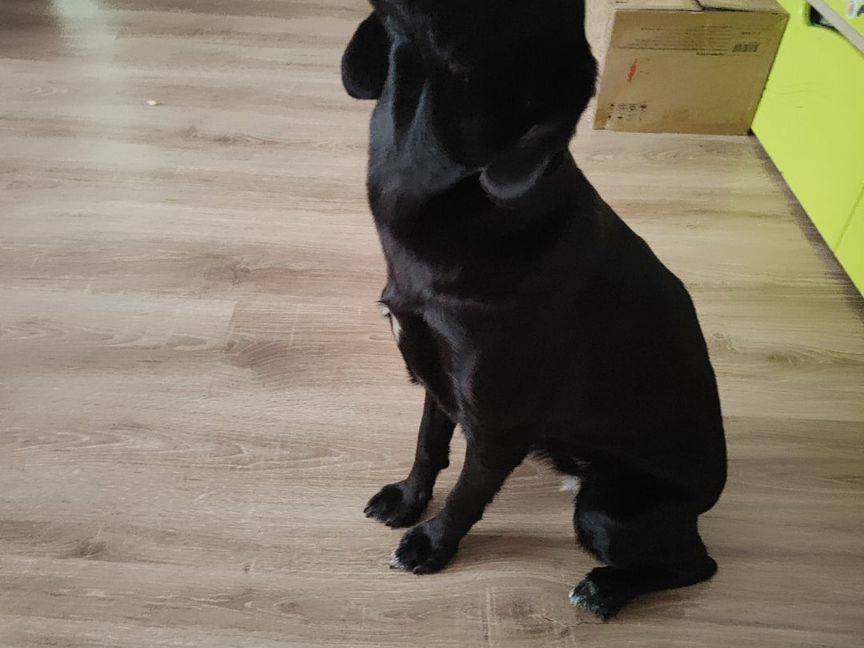 Собака в добрые руки отдам бесплатно