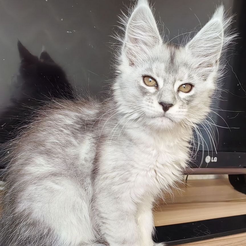 Лучшие котята Мейн кун