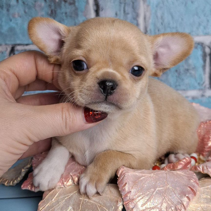 Чихуахуа карманный бандит