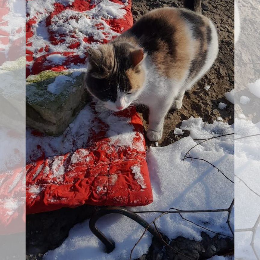 Взрослая, кошка в добрые руки