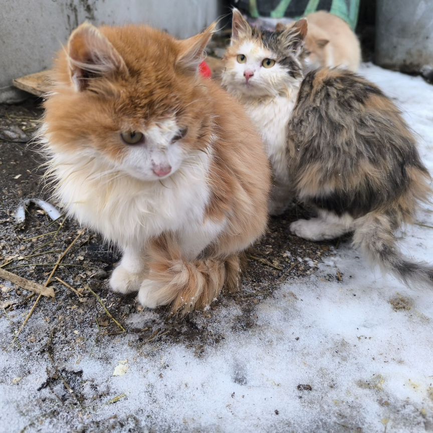 Котята в добрые руки