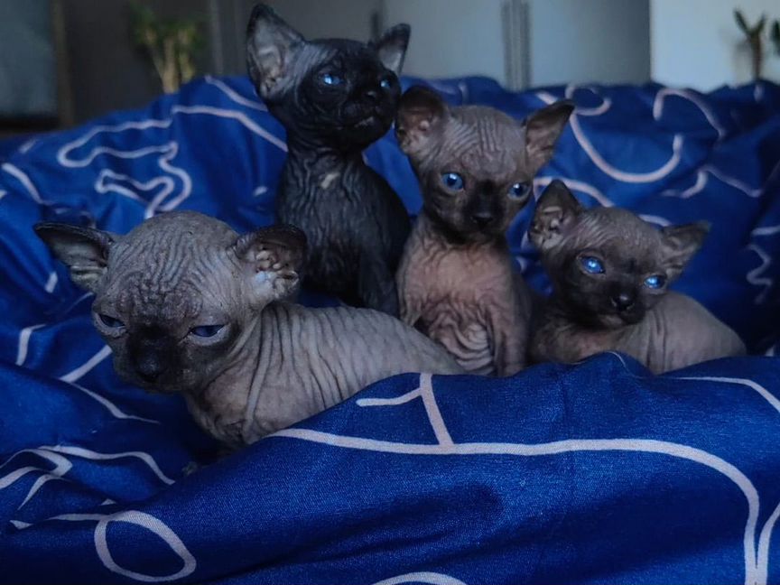 Канадский сфинкс