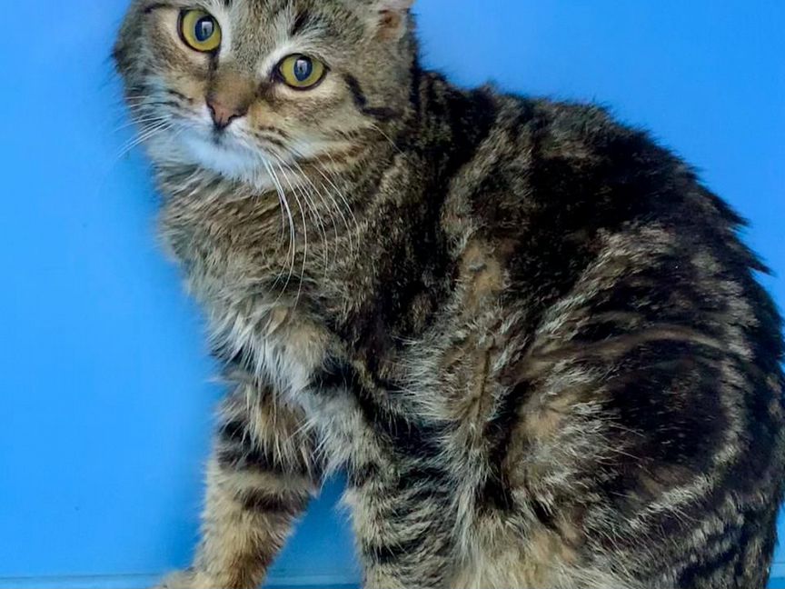Котенок Шоколад живёт в приюте