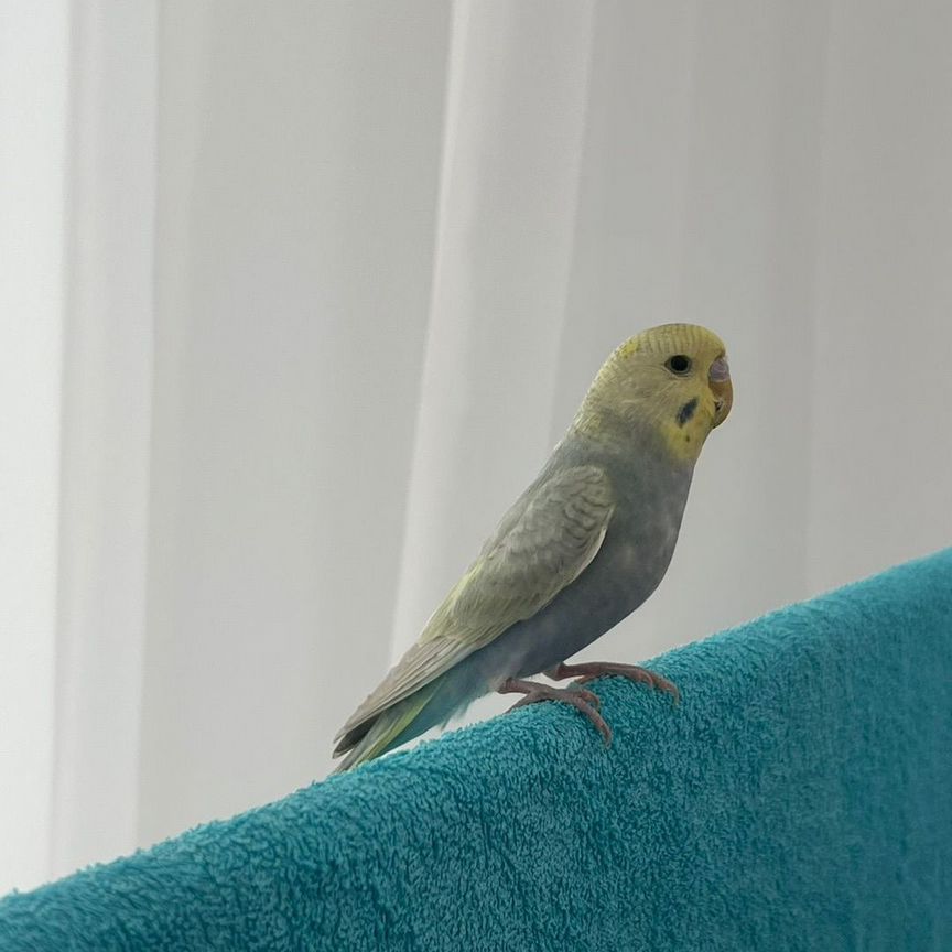 Волнистый попугай