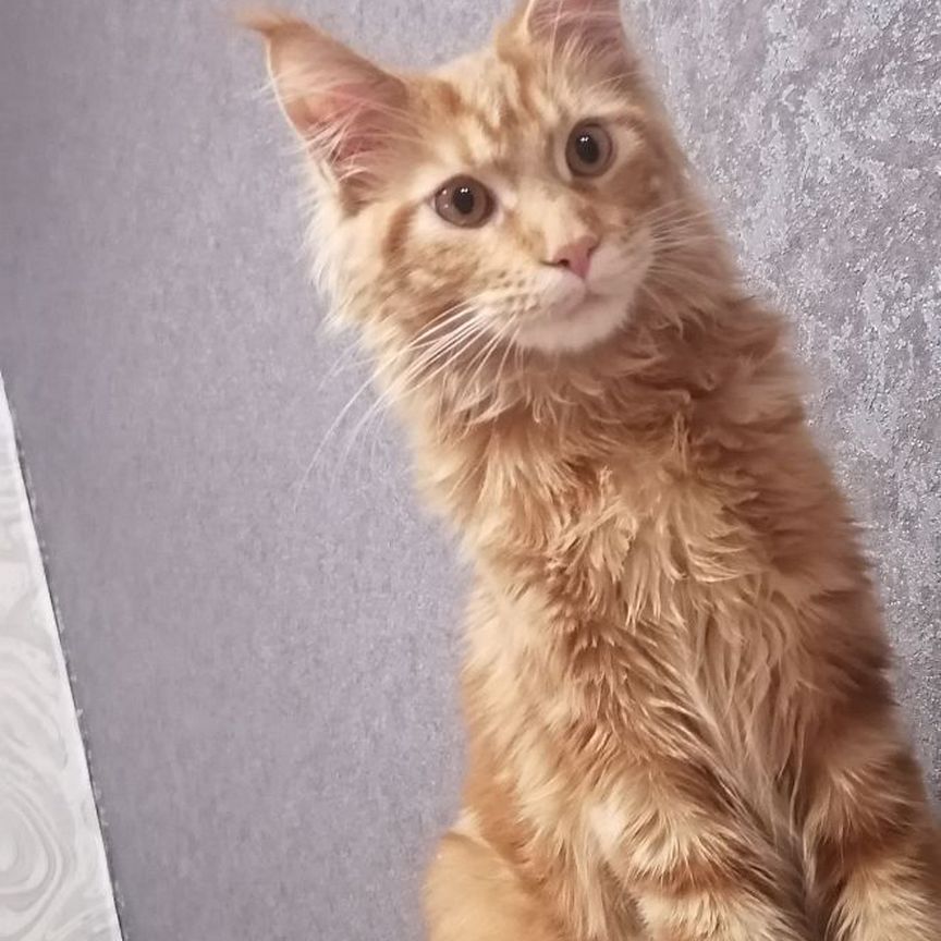 Продам мейкуна жорик 6.5 месяцев