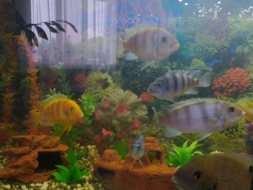 Аквариумные рыбки