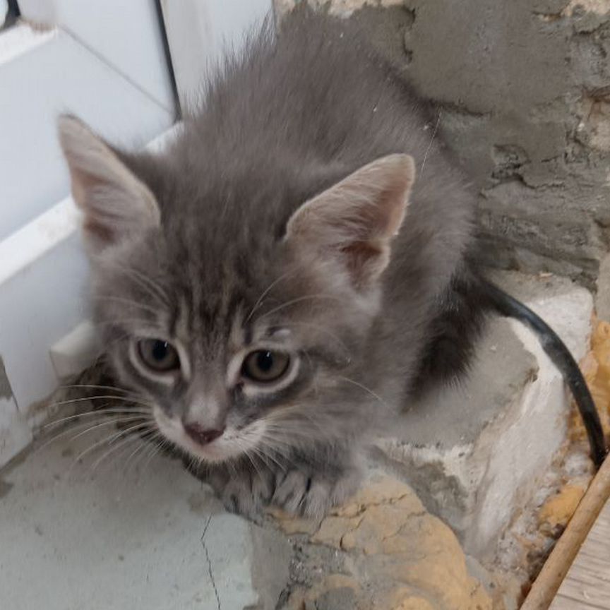 Котик бесплатно возможна доставка