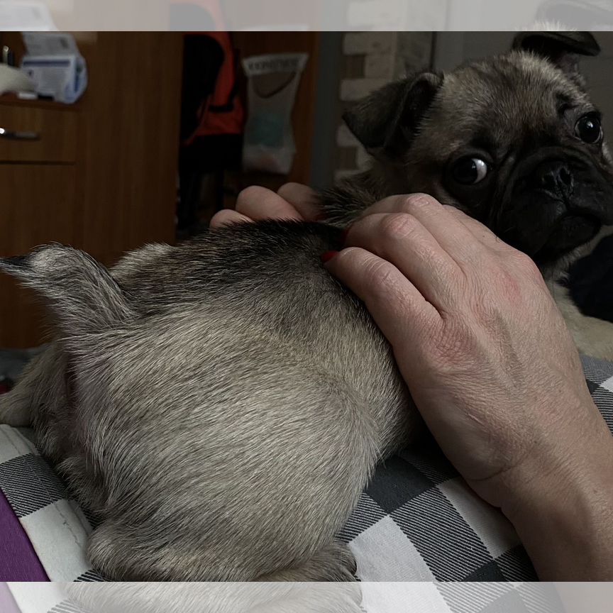 Французский бульдог, щенок