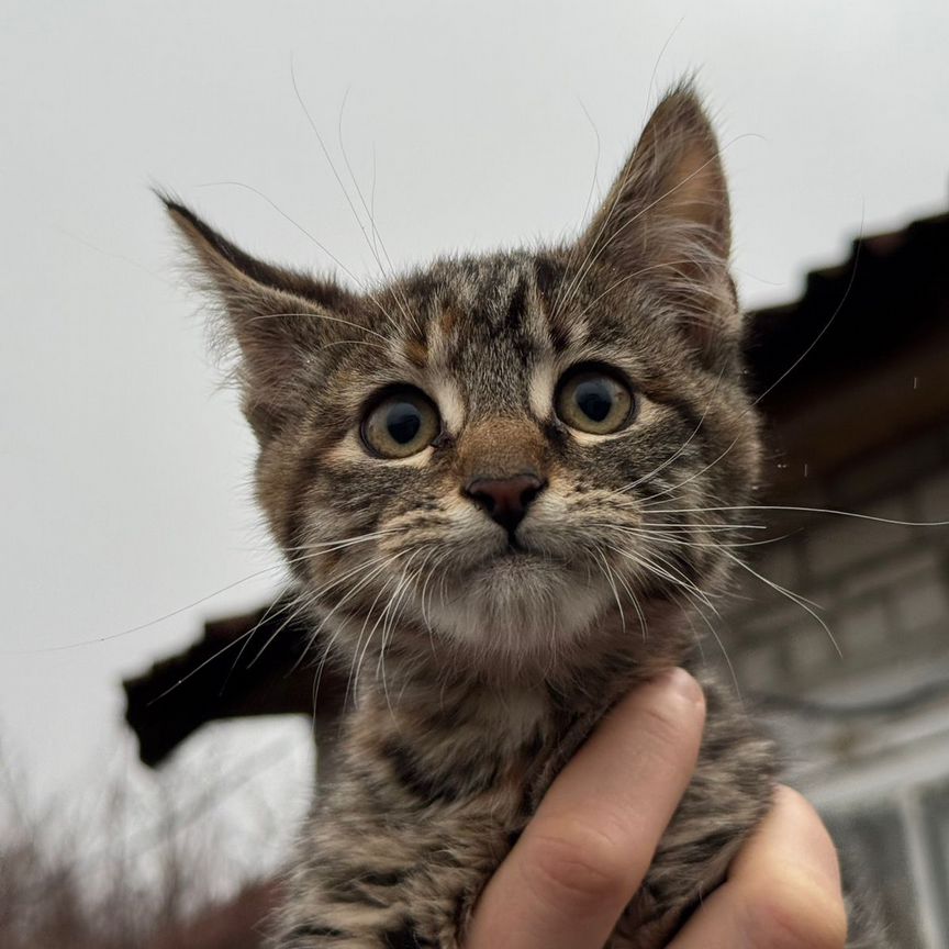 Отдам котенка в добрые руки