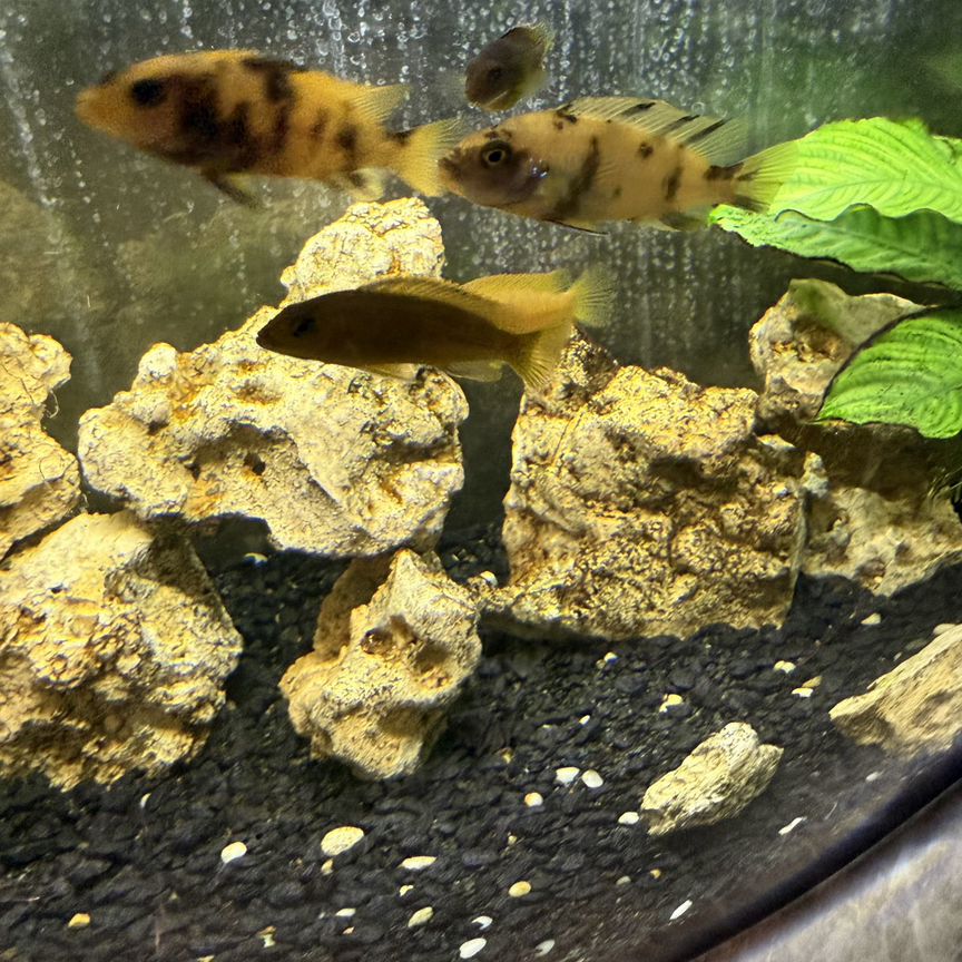 Псевдотрафеус зебра мармеладная