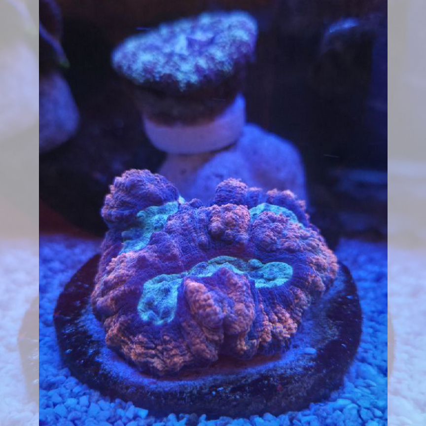 Морские кораллы живые (аканы, симфиллия, лобофилли