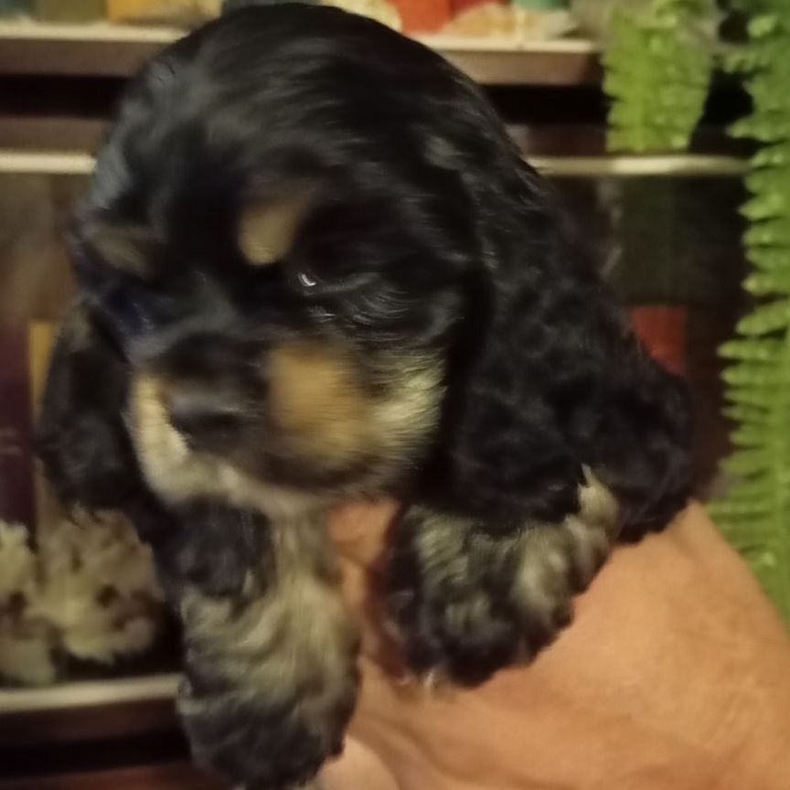 Американский кокер щенки