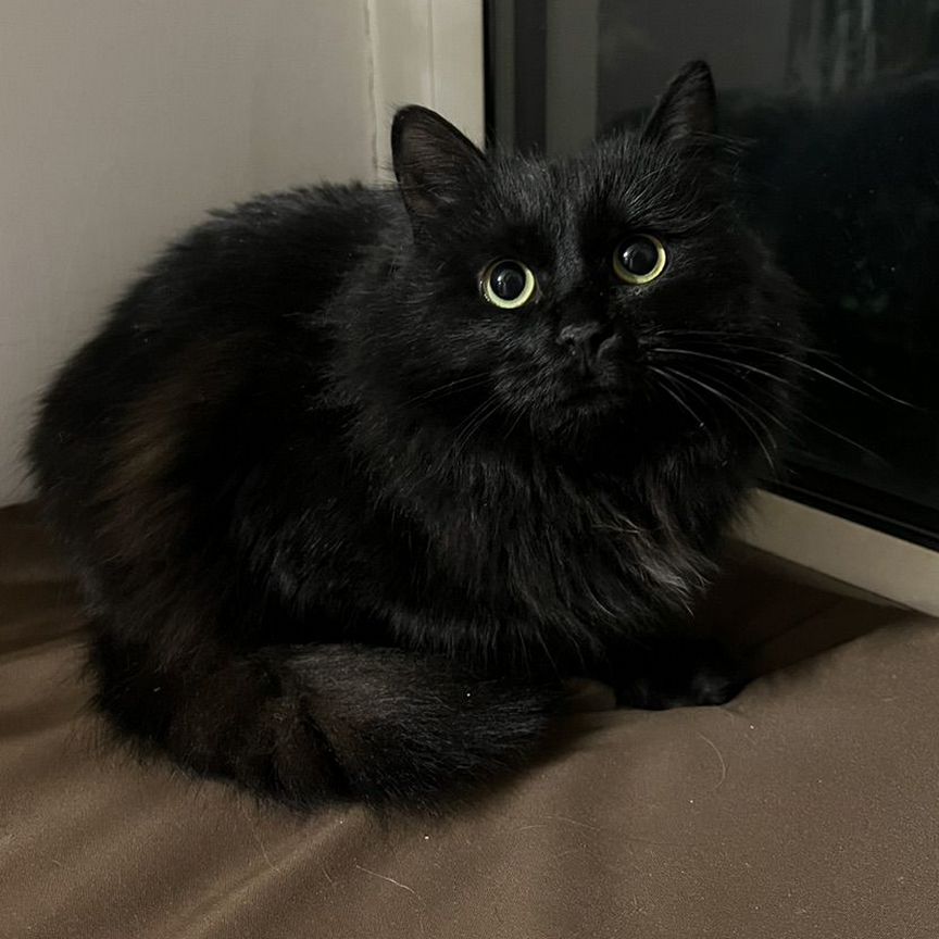 Взрослая, Девочка кошка в добрые руки