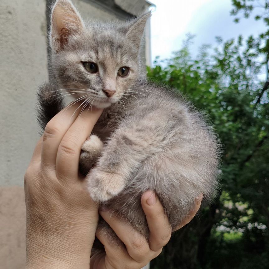 Котёнок в добрые руки
