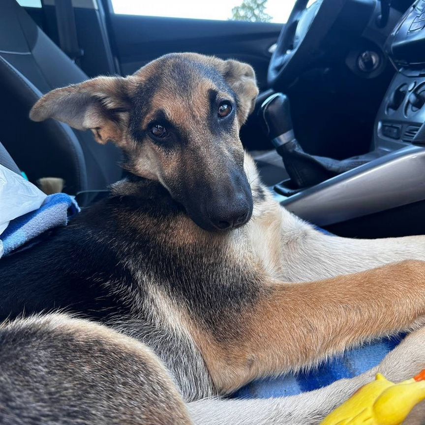 Щенка бросили умирать на дороге, ищем дом