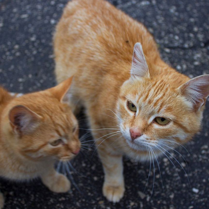 Котята