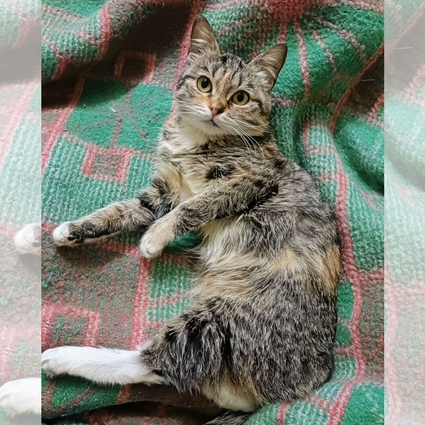 Котенок