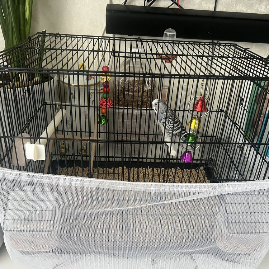 Волнистый попугай с клеткой