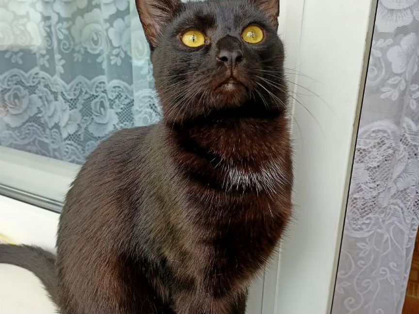 Черный молодой котик в дар
