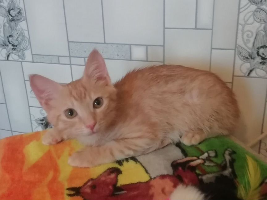 Котенок