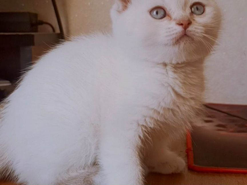 Голубоглазый вислоухий котенок