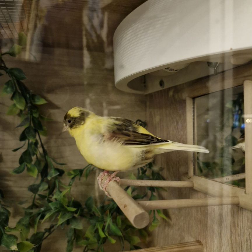 Канарейка самка