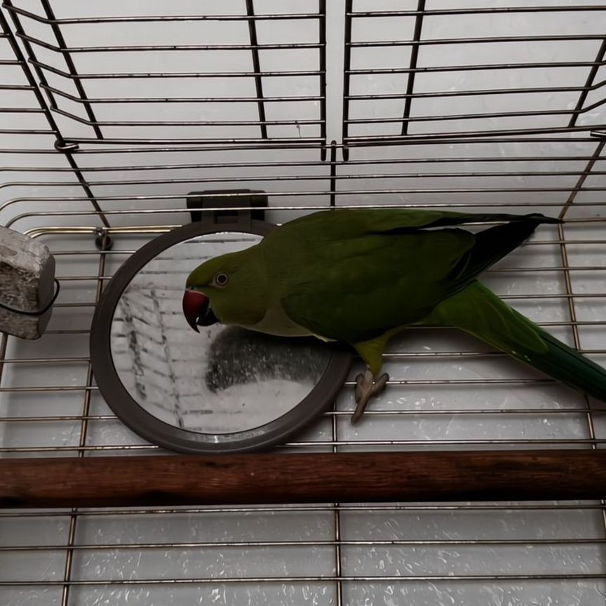 Ожереловый попугай самка