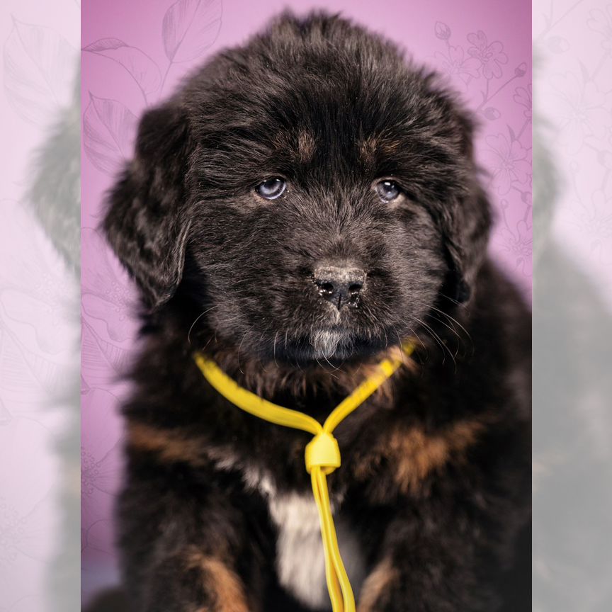 Тибетский мастиф, щенок