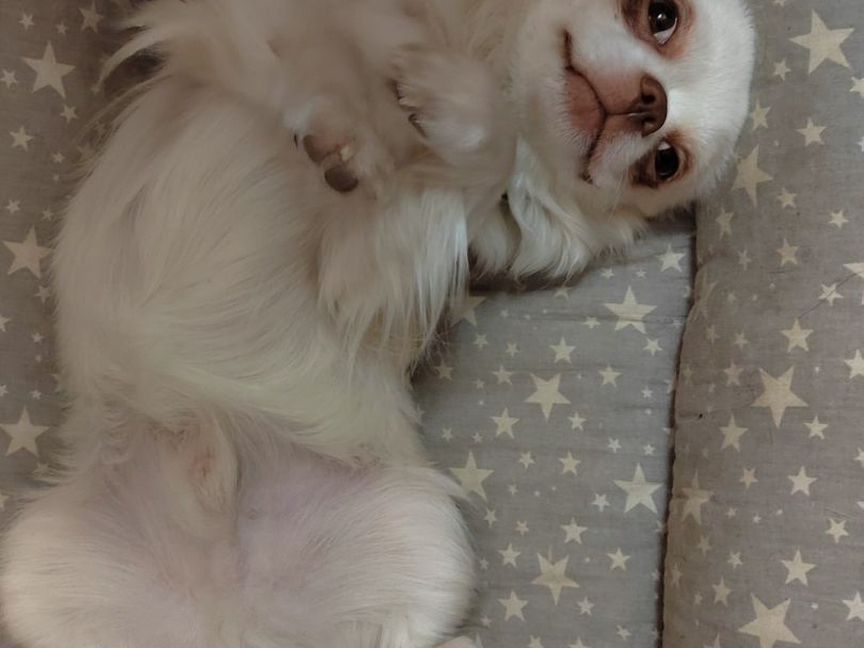 Жених чихуа, вязка