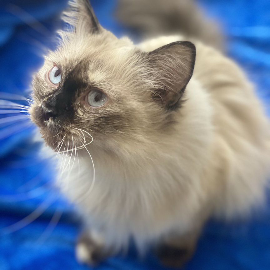 Кошка невская маскарадная