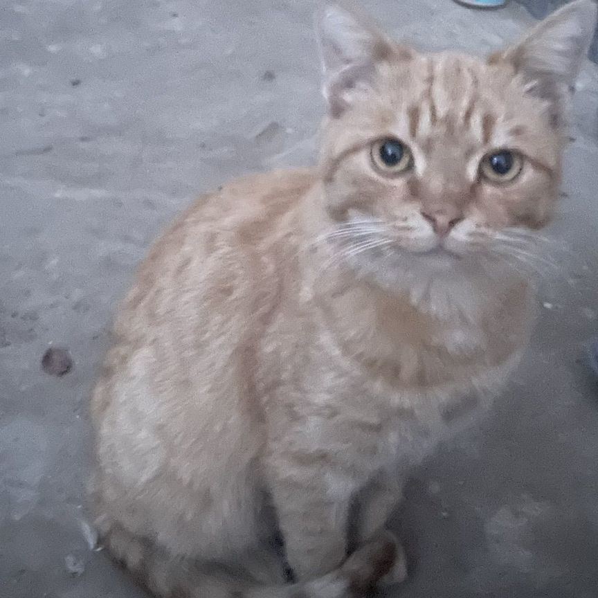 Кот Бегемот в добрые руки