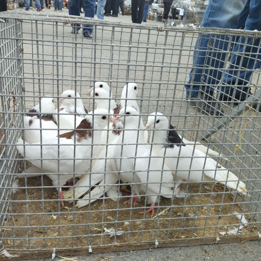Продажа бакинских голубей