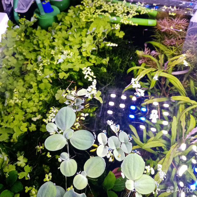 Продаю аквариумные рыбки и растения