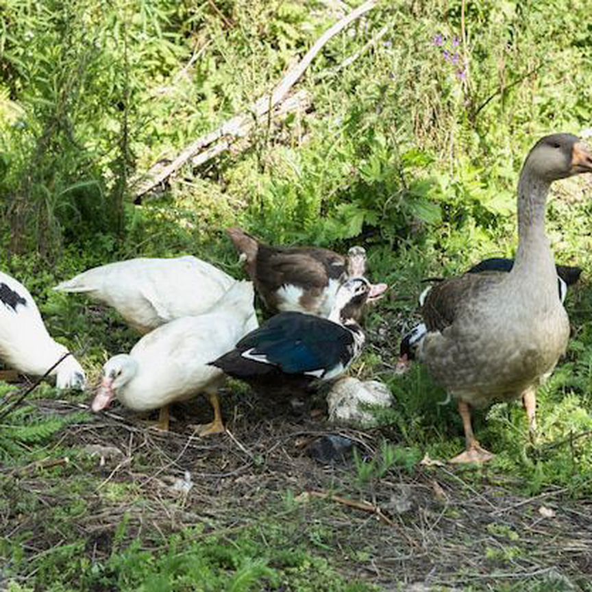 Утки и Гуси