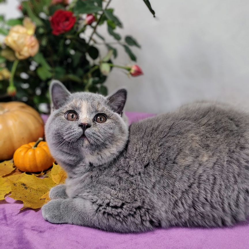 Продается британский котенок