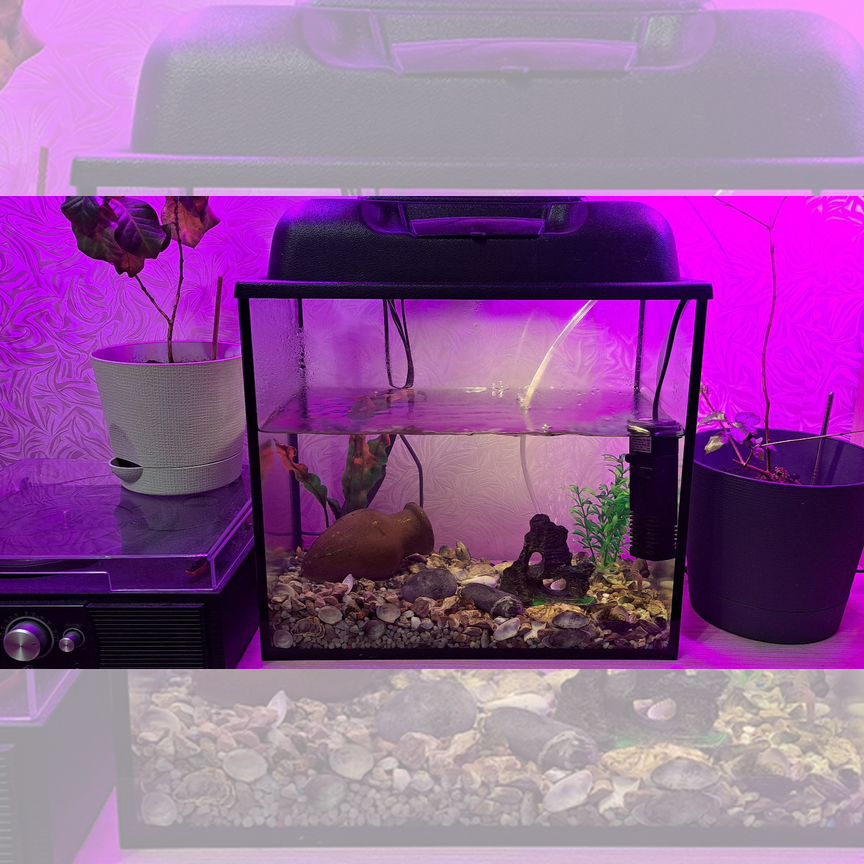 Аквариум со всем. бесплатно