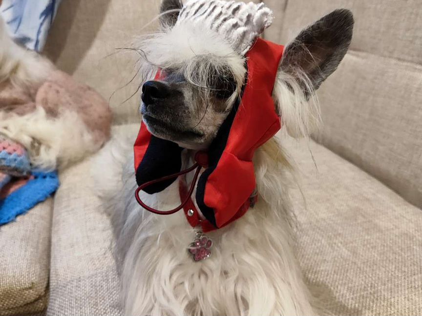 Шапочки для собак