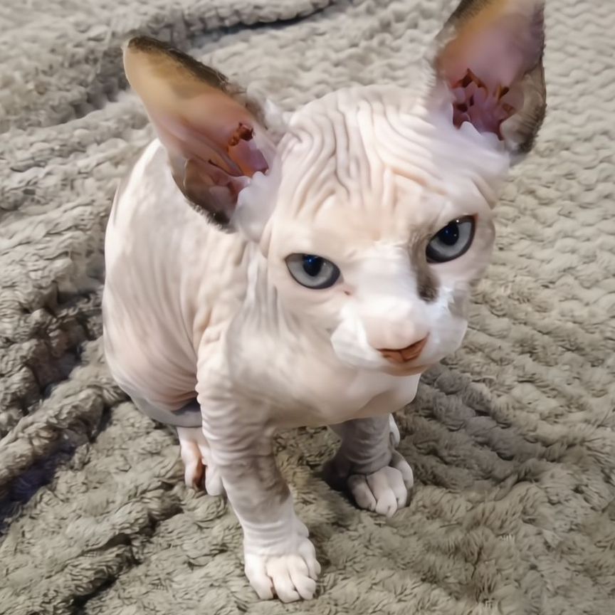 Канадский сфинкс котёнок