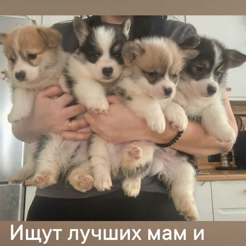 Щенки вельш-корги пемброк