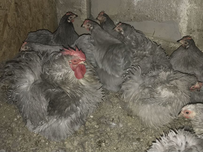 Карликовые кохинхины семья