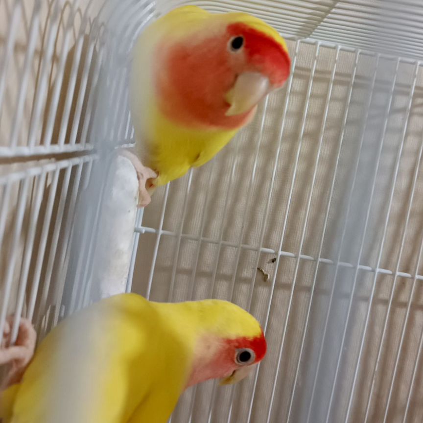 Попугай неразлучники с клеткой