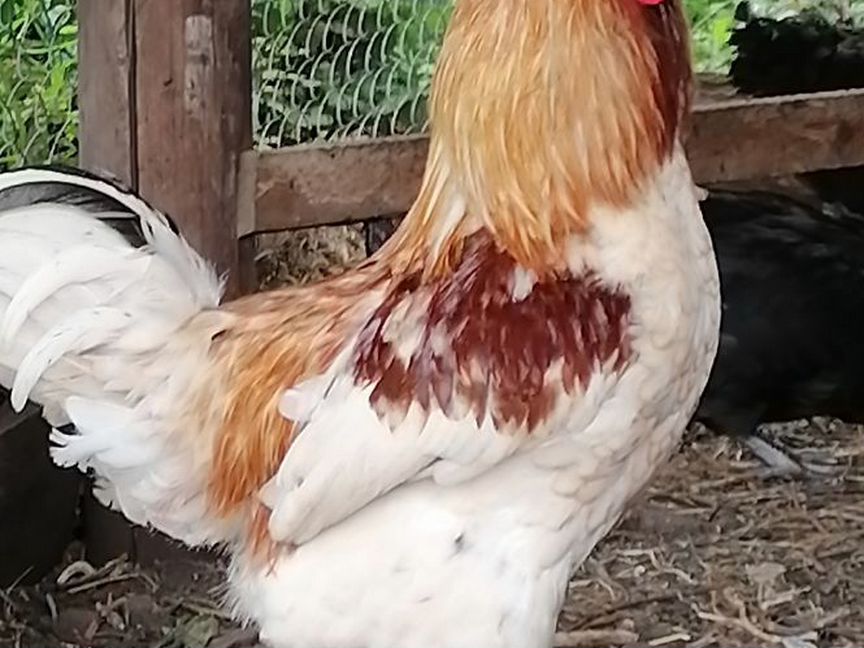 Молодые петухи