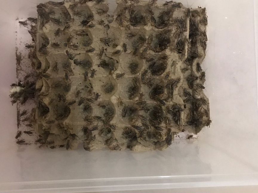 Сверчки живые кормовые