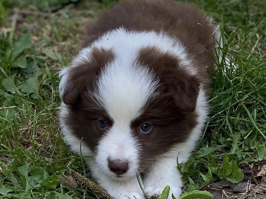 Чудесная девочка бордер колли