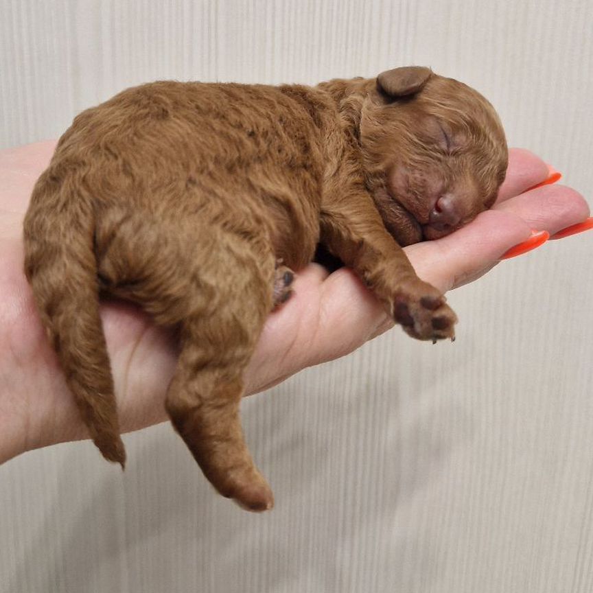 Той-пудель, щенок