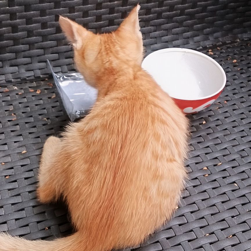 Котёнок в добрые руки