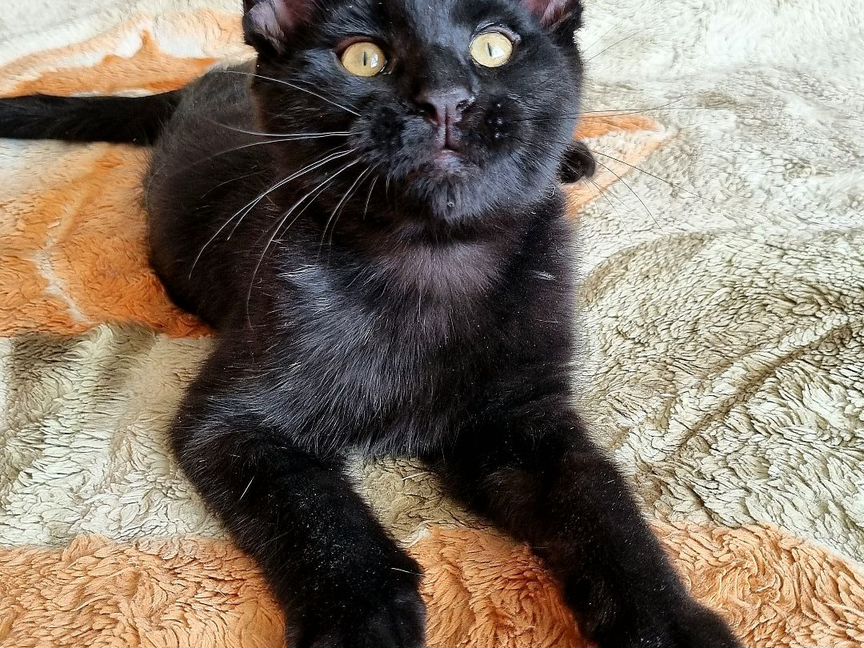 Котёнок чаузи